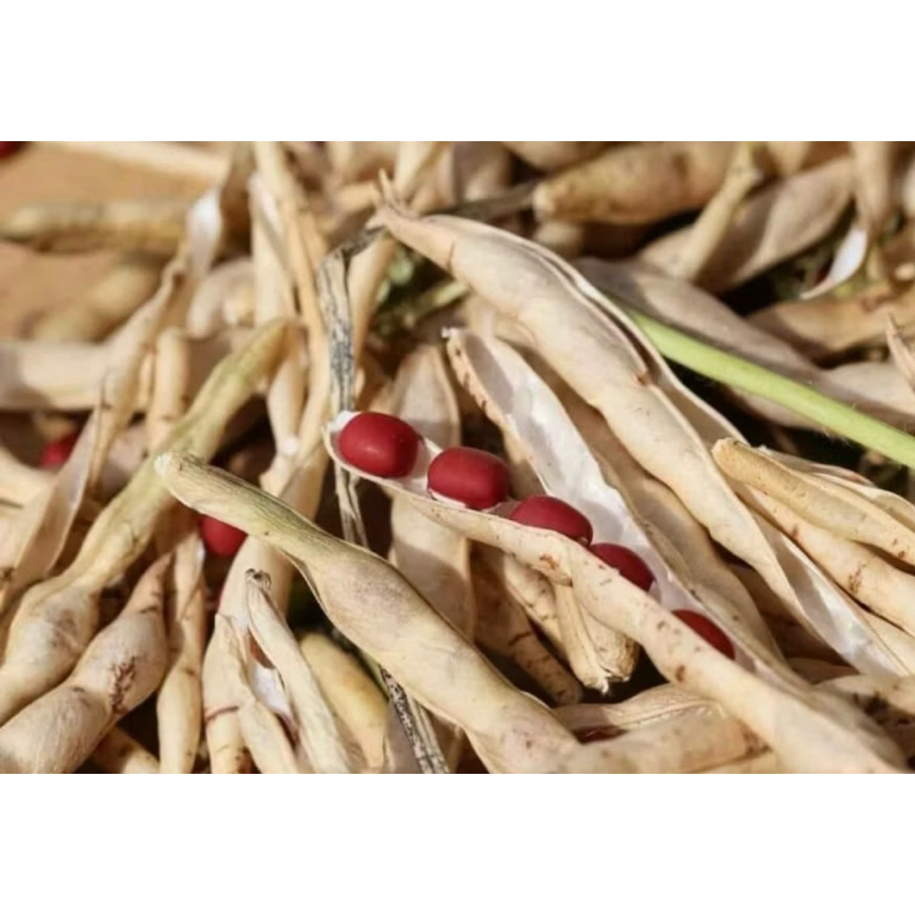 Red Munggo seeds for planting (100 seeds) | Shopee Philippines