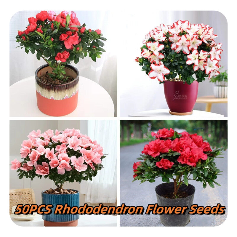 (500Seeds) Mixed Colors Rhododendron Azalea Flower Seeds for Planting ...