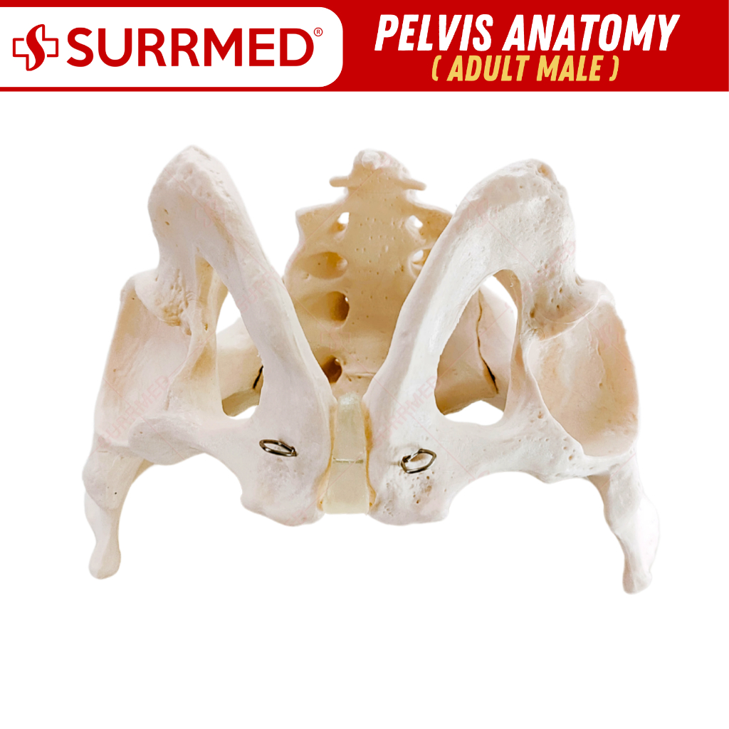 SURRMED Adult Male Pelvis Anatomy Model | Life-Size Anatomical Teaching ...