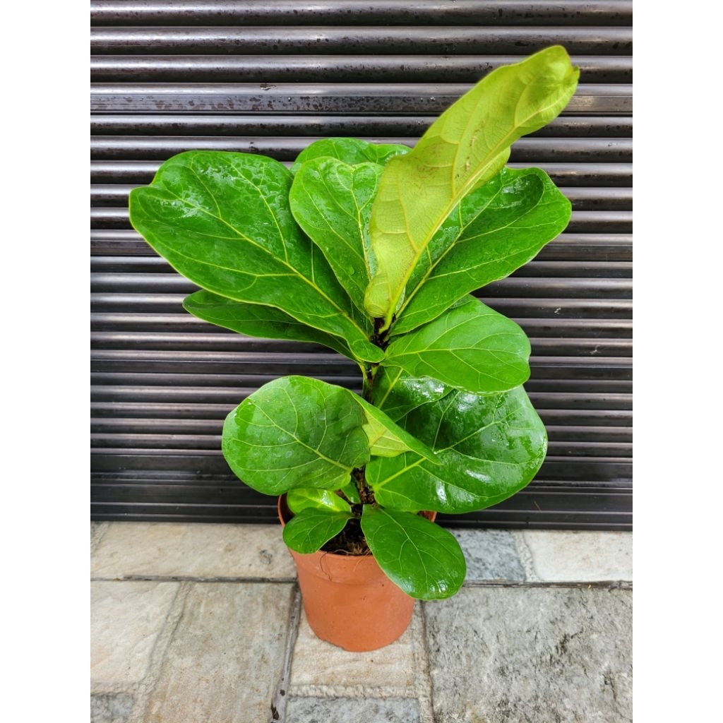 FICUS LYRATA / FIDDLE LEAF FIG TREE | Shopee Philippines