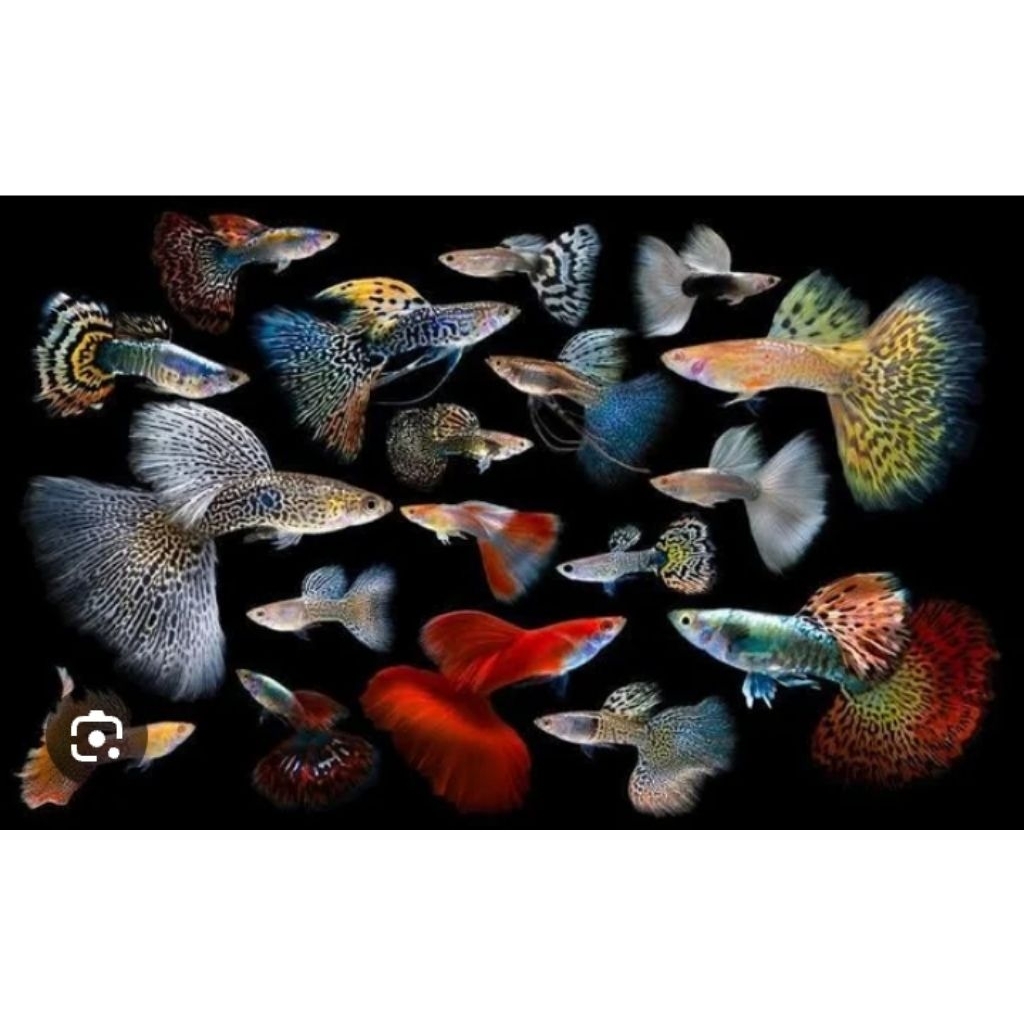 Pellet fish food for guppy chops 10pcs | Shopee Philippines