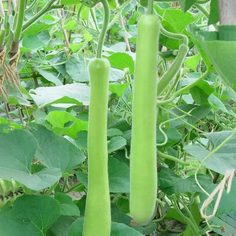 Long Bottle Gourd Seeds-25 Seeds Giant Long Variety Loofah Sponge Gourd ...
