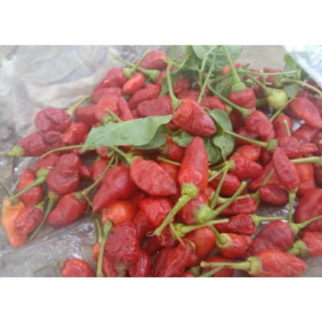 Siling Demonyo Seeds Talbusan(100Seeds) New Harvest | Shopee Philippines