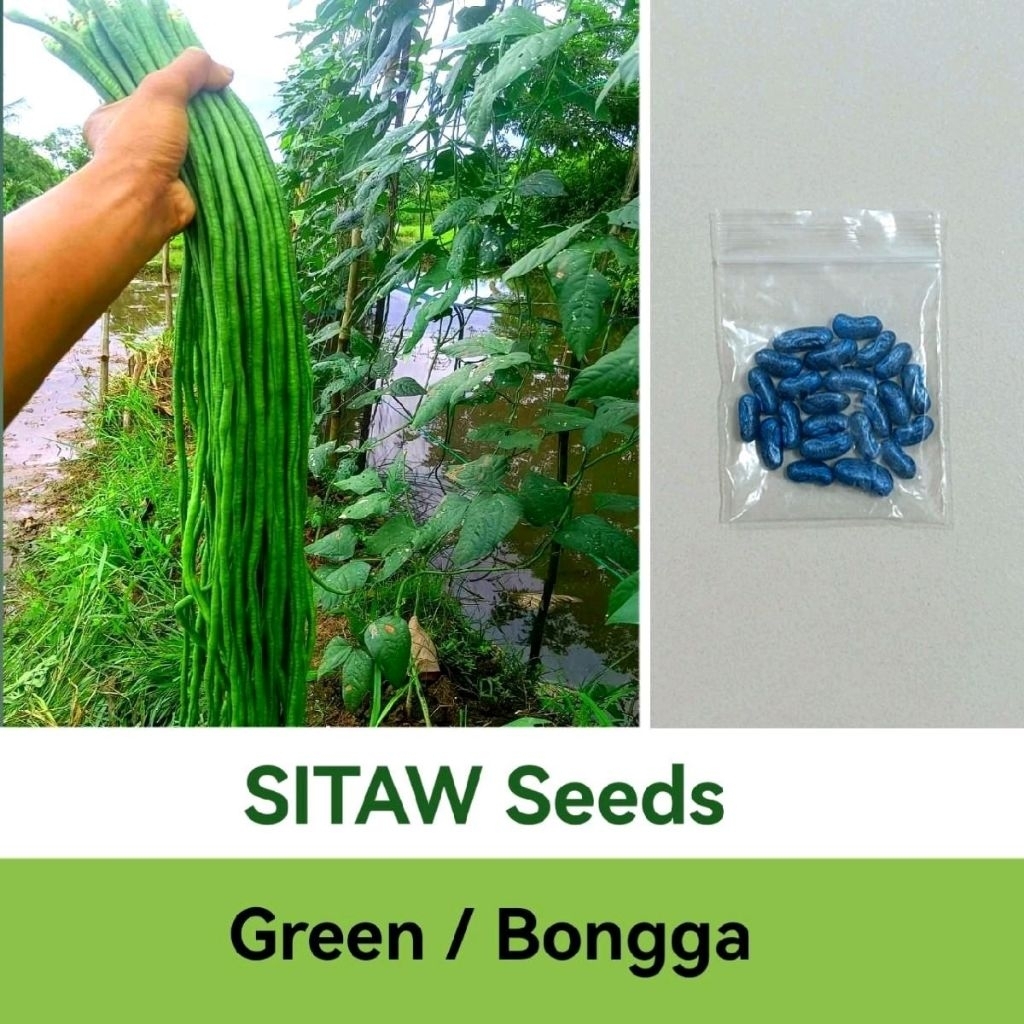 SITAW SEEDS (BONGGA Variety) Vegetables Seeds | Shopee Philippines