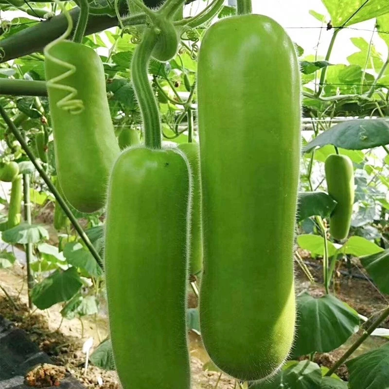 20seeds/pack Upo Tambuli Vegetable Seeds-High quality and High ...