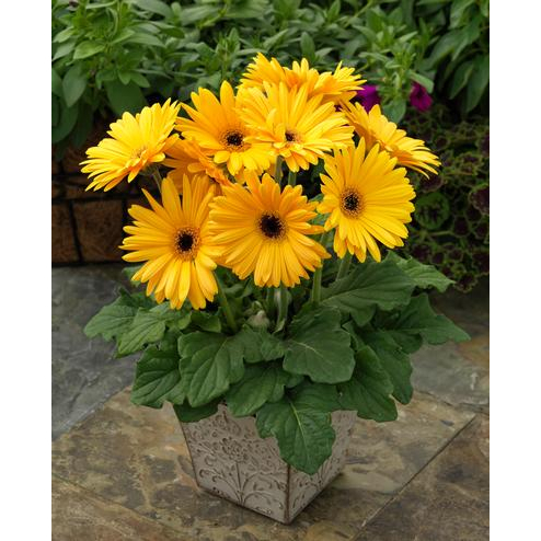 gerbera african daisy | Shopee Philippines