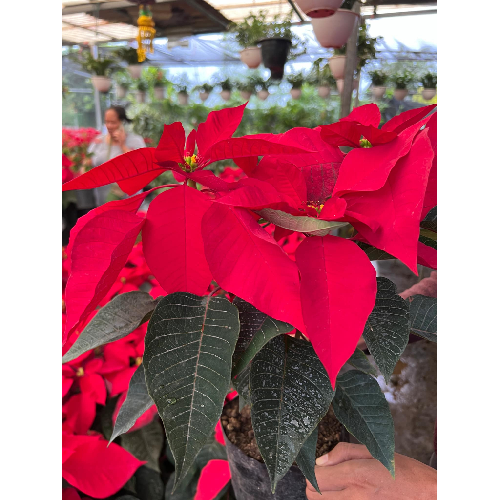 Poinsettia (Christmas plant) Live plants with soil for indoor/outdoor ...