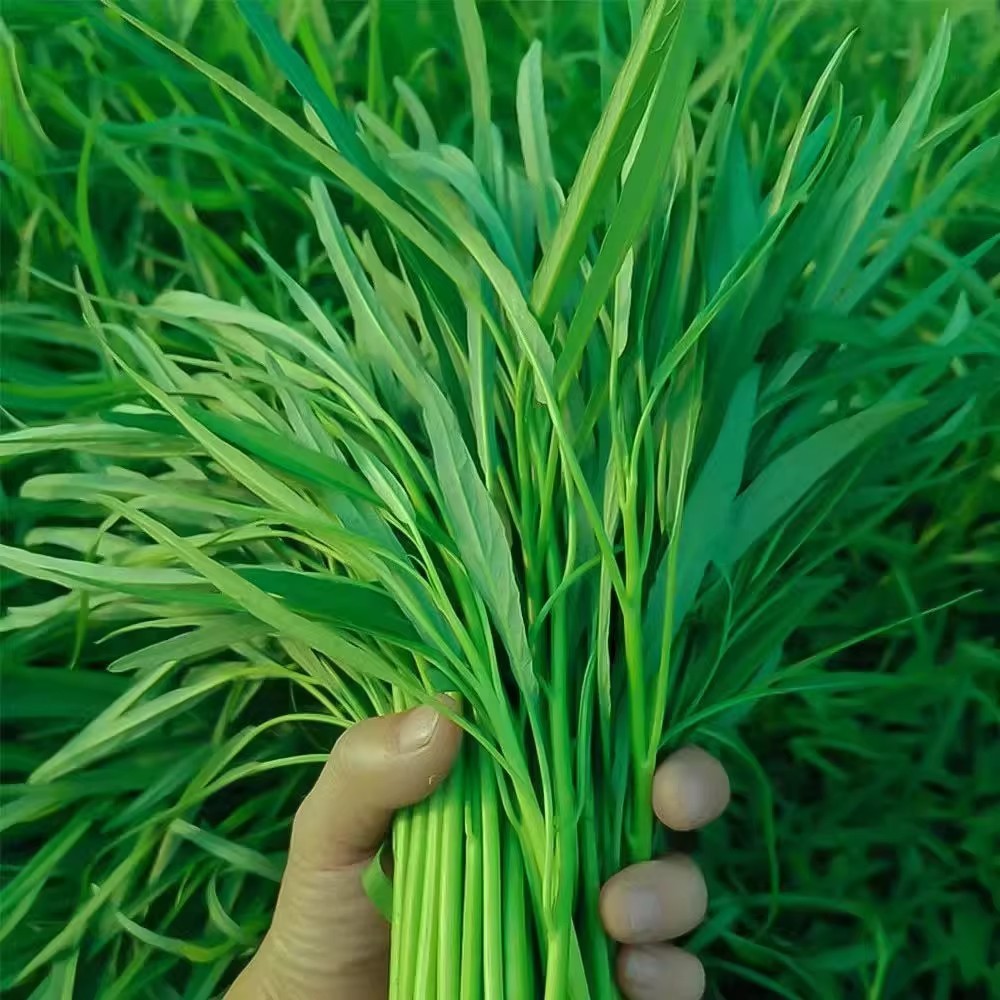 Chinese Kangkong Seeds (100Pcs) – Upland Water Spinach Vegetable Seeds ...