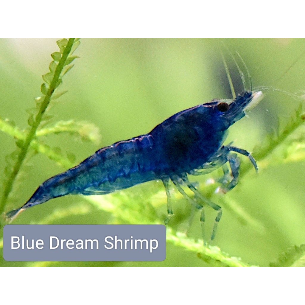 Sticker & Blue Dream Shrimp (4pcs) | Shopee Philippines