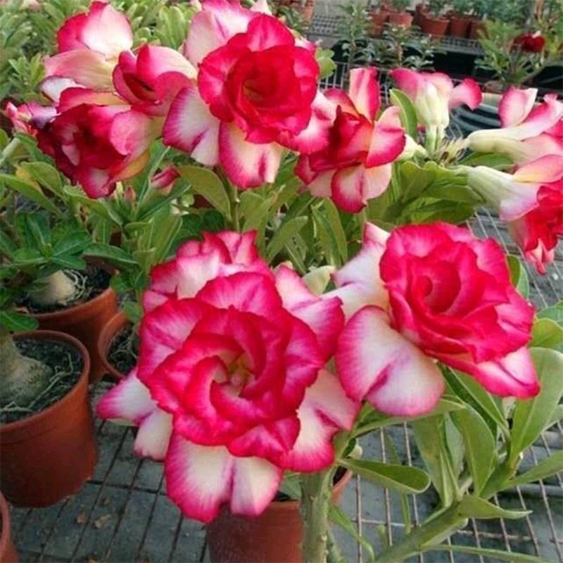 100pcs/bag Adenium Double Petals Fantastic Four Seeds Multi Petal Home ...
