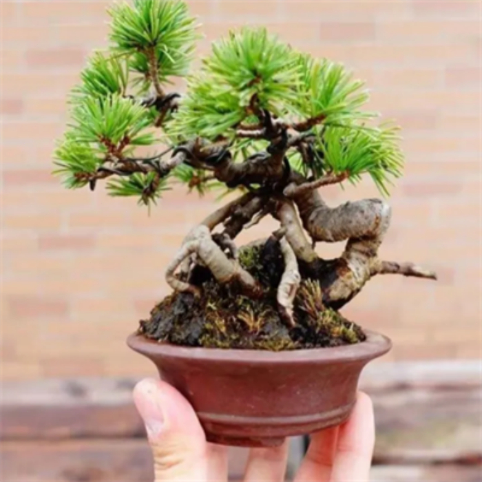 100% Original Rare Japanese White Pine Pinus Tree Seeds (Fresh 100pcs ...