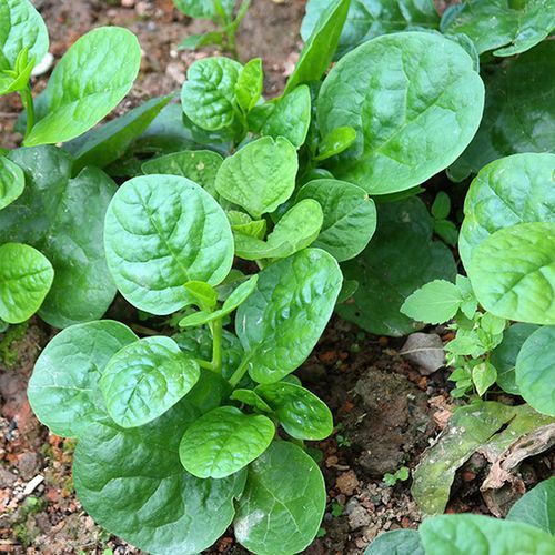 Premium Pack Big Green Leaf Alugbati (Malabar Spinach) 150 Seeds ...