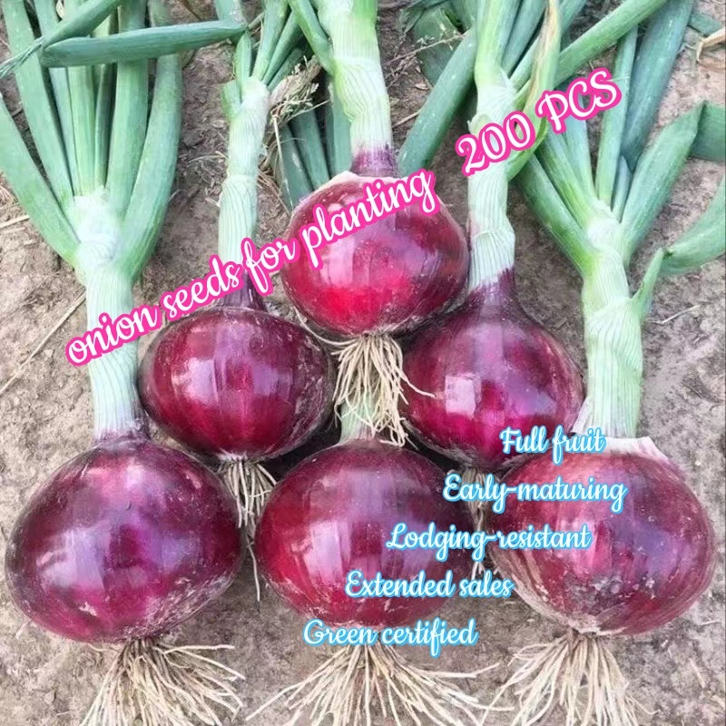 (200 SEEDS) RED ONION SEEDS/Red Hawk Variety/HIGH YIELD/HYBRID/EASY TO ...