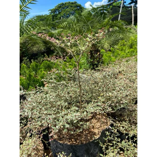 african talisay plants - Best Prices and Online Promos - Mar 2026 ...