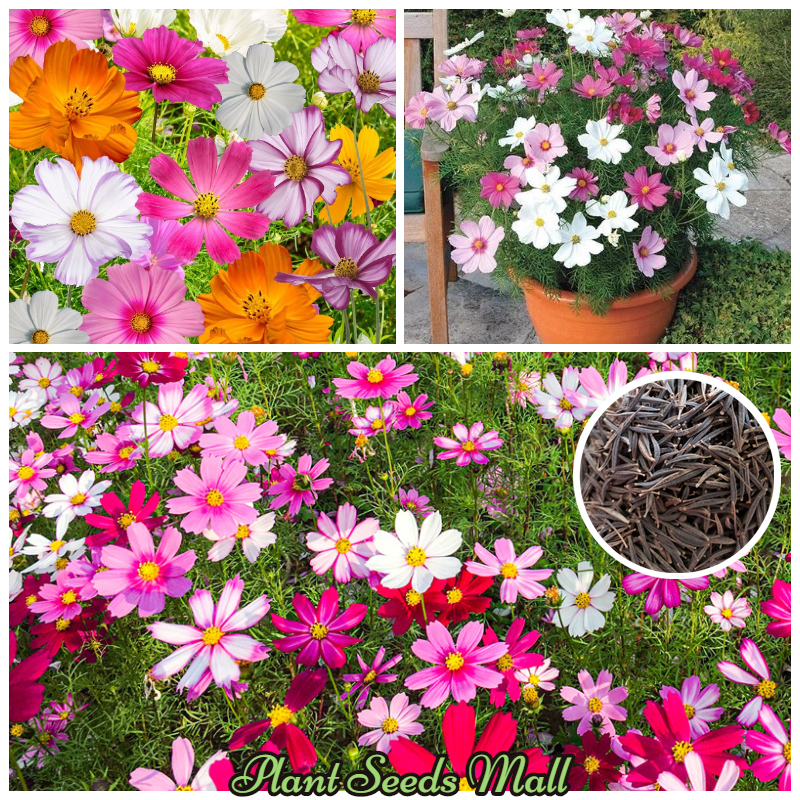 100seeds/pack Mixed Color Cosmos Bonsai Seeds Cosmos Tall Mixed Flower ...