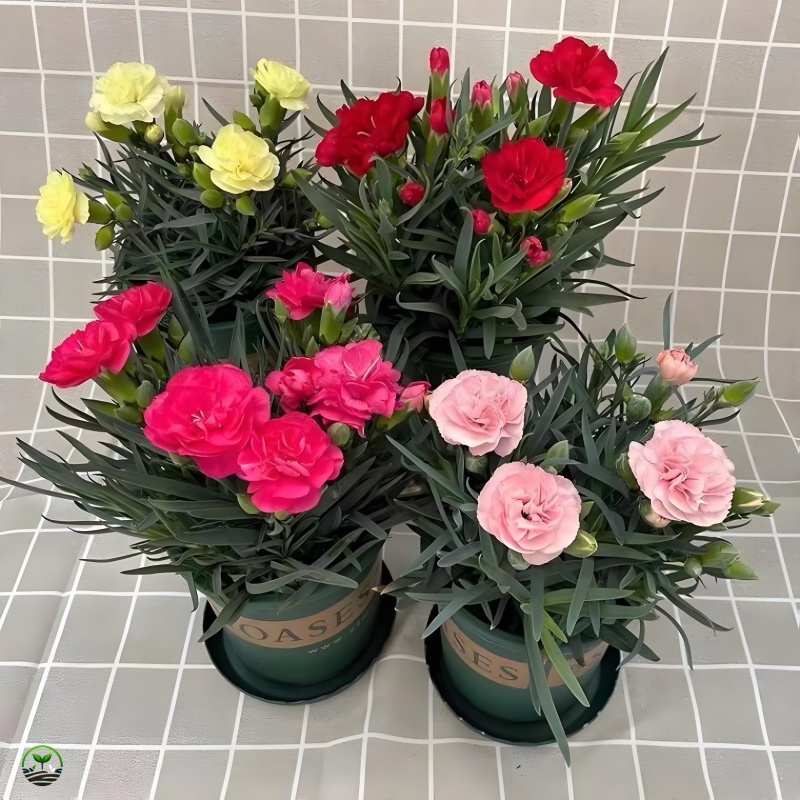(600 Seed) Carnations Seeds Assorted Carnation Plant Seeds for Garden ...
