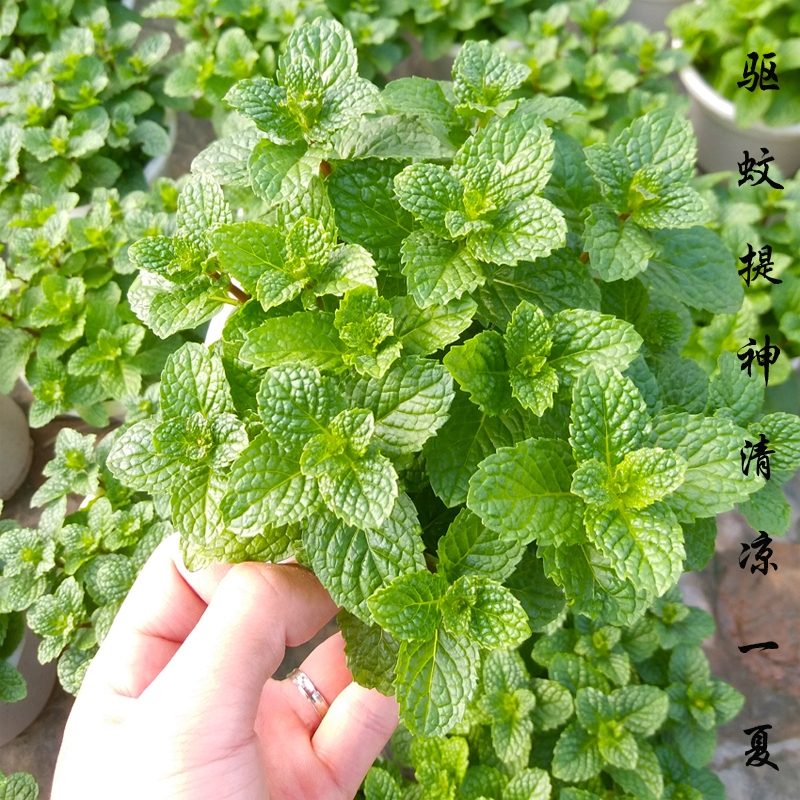(2000 Seed) Fresh MintPeppermint Herbs Seeds Edible Mint Leaves Plant ...