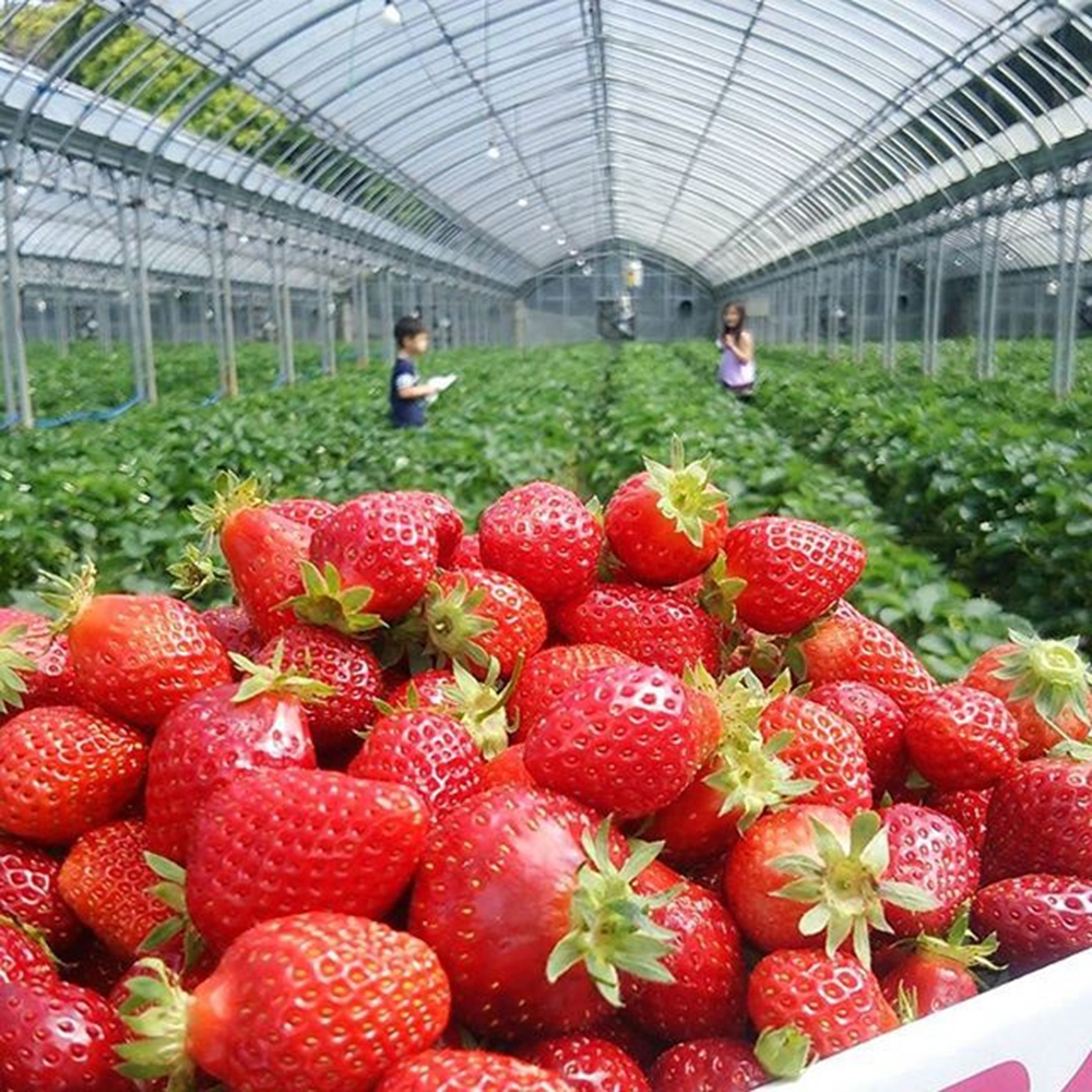 Strawberry Seeds （200seeds/pack）-istroberi Easy To Grow In The ...