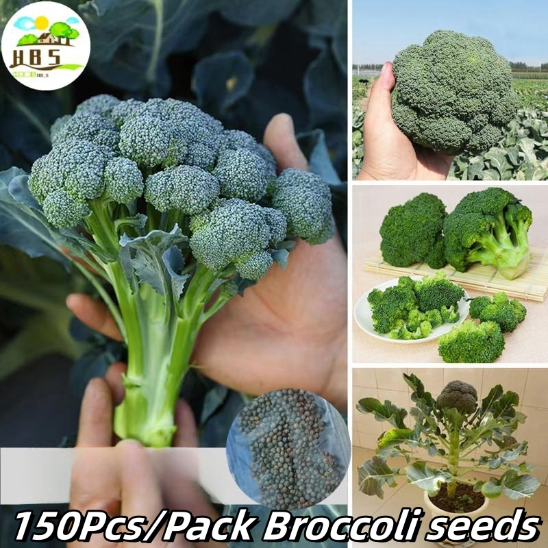 Broccoli Vegetable Seeds / CONDOR SEEDS - Potted BROCCOLI SEEDS For ...