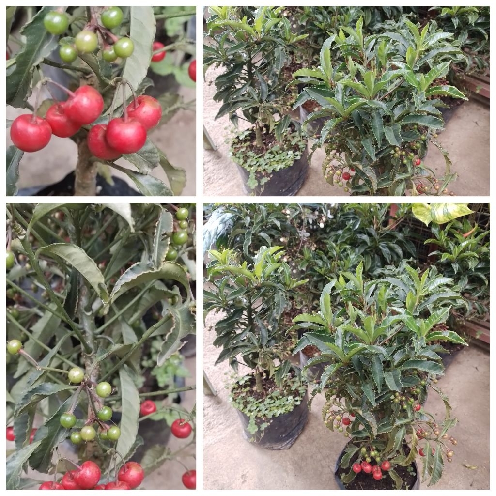 Red Money Tree Lucky Plant Medium Size | Shopee Philippines