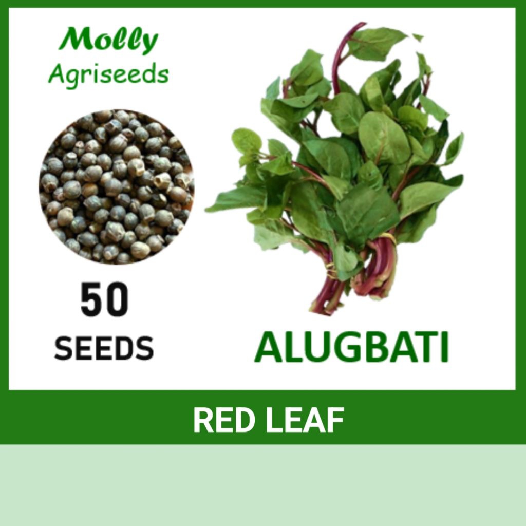 ALUGBATI / MALABAR SPINACH SEEDS (Red Leaf Variety) | Shopee Philippines