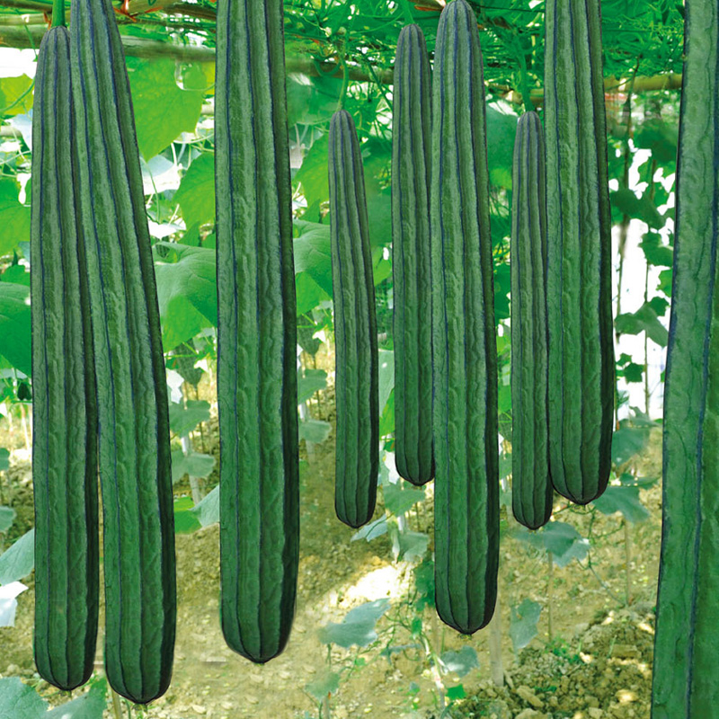 PATOLA TAGALOG SEEDS ( 20 seeds ) - Luffa Ridged Variety | Shopee ...