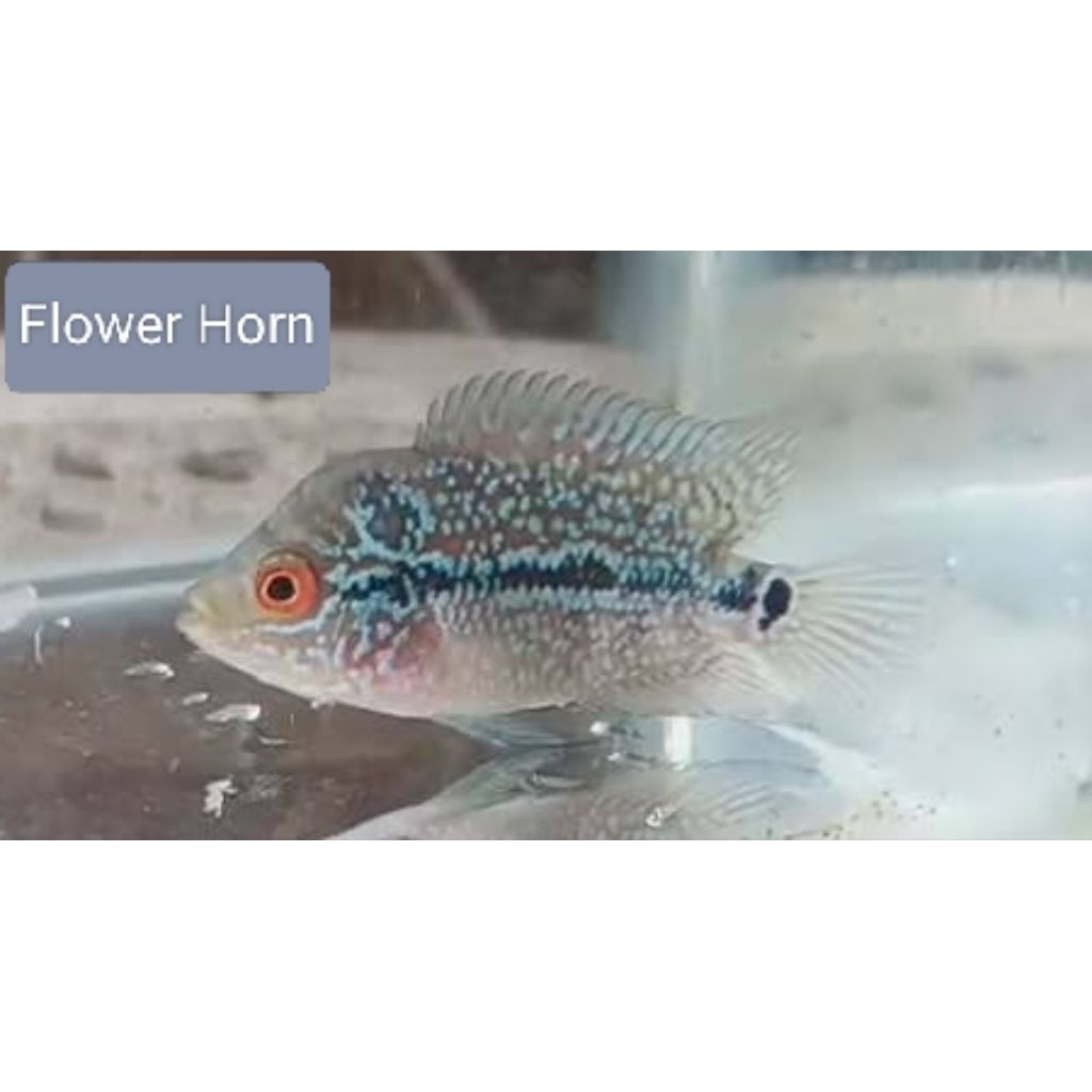 Sticker & Flower horn 2.0~2.5 Inches (1pc) | Shopee Philippines