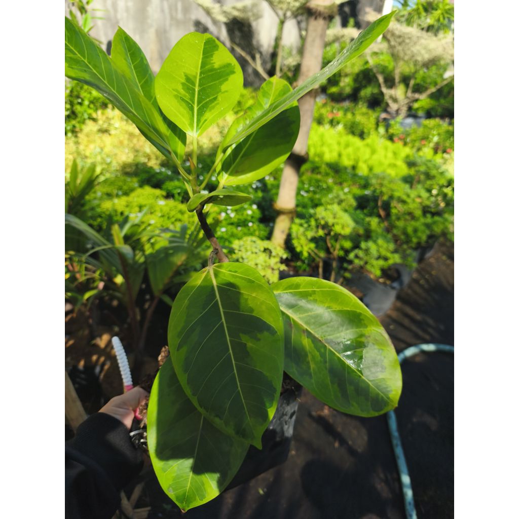 LEMON LIME RUBBER TREE/ HOME DECOR | Shopee Philippines