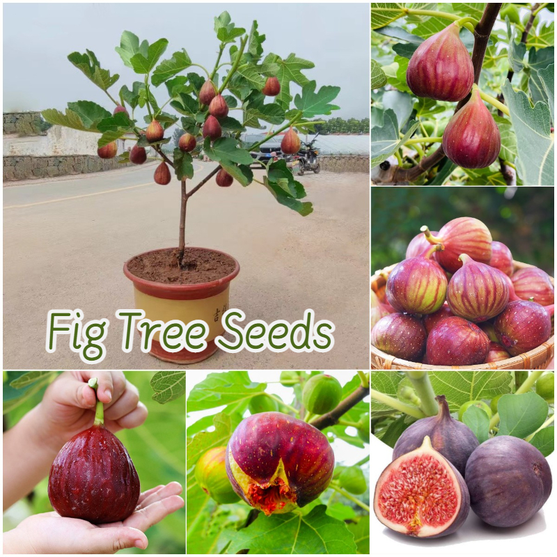 200seeds/pack Rare Fig Tree Seeds for Planting-Tropical Ficus Carica ...