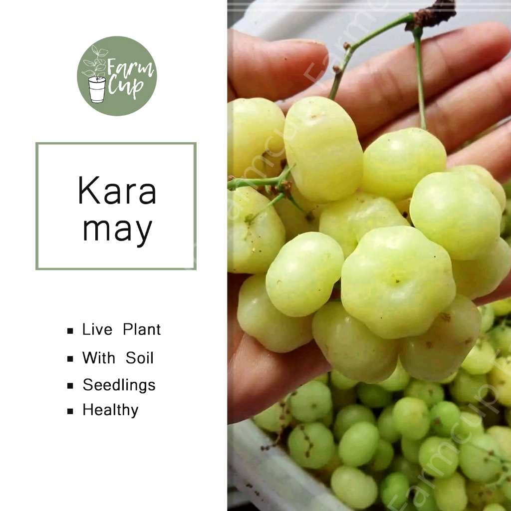 Shop karamay for Sale on Shopee Philippines