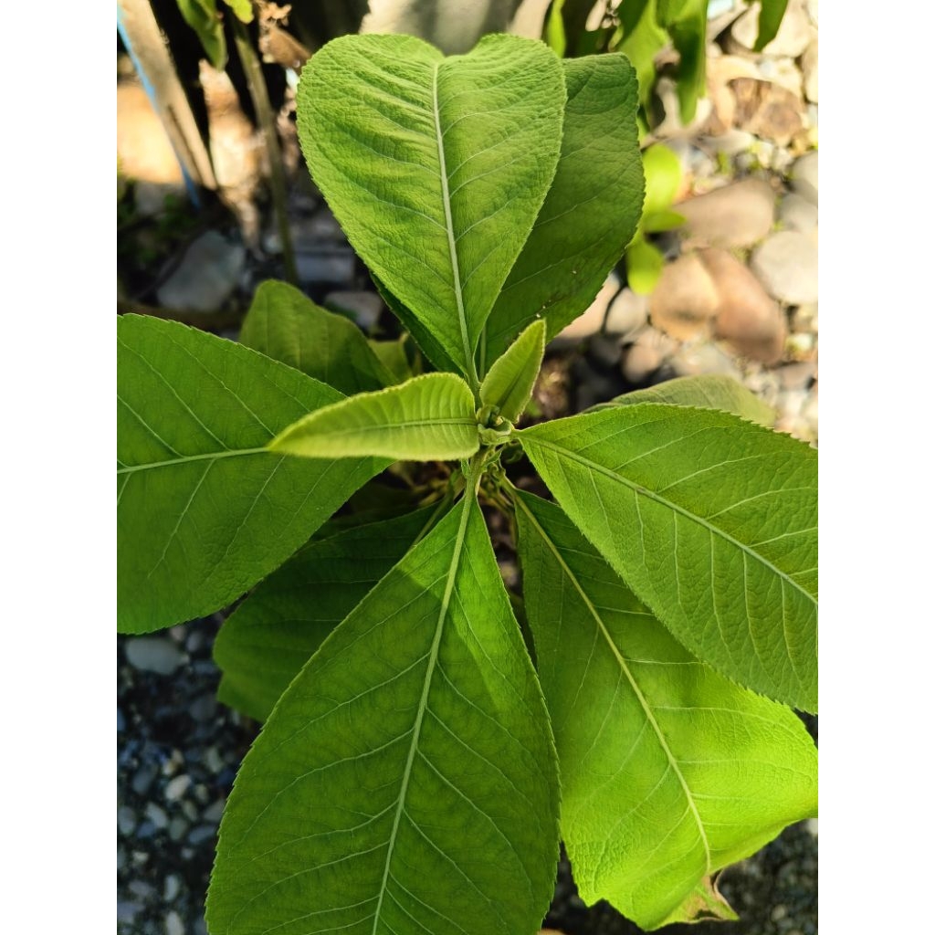 Fresh Sambong/Subusob Leaves (per g) | Shopee Philippines