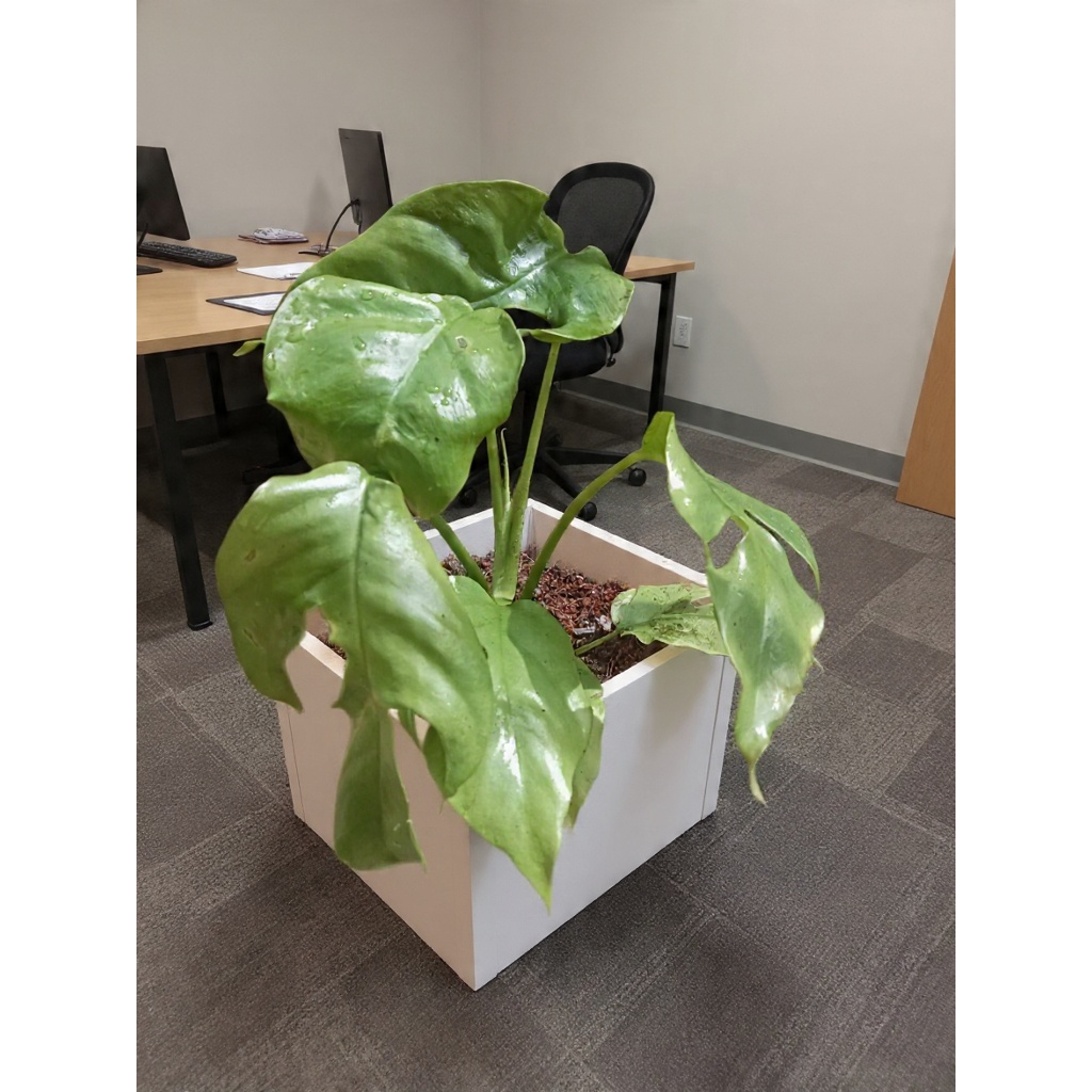 Mini Monstera or Monstera Ginny Rhaphidophora tetrasperma | Shopee ...