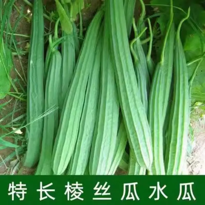 PATOLA TAGALOG SEEDS ( 20pcs ) - Luffa Ridged Variety Long Ridged ...