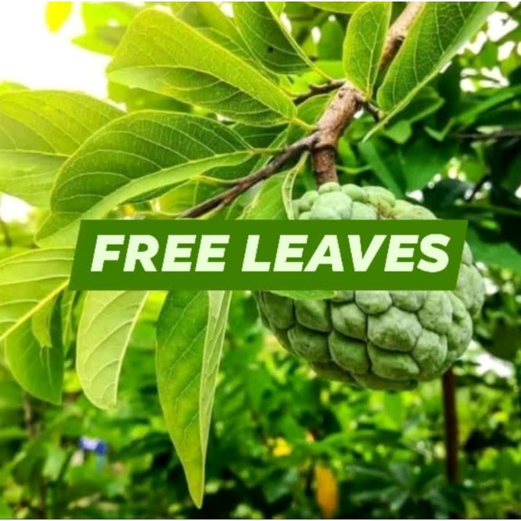 Sanga ng Atis (1piece) | Shopee Philippines
