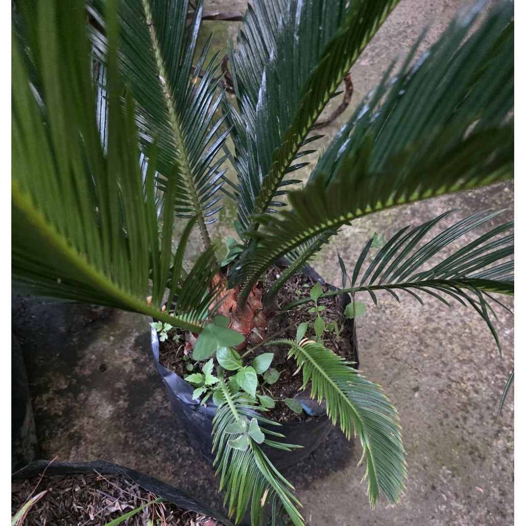 CENTURY PALM TREE COLLECTION | Shopee Philippines