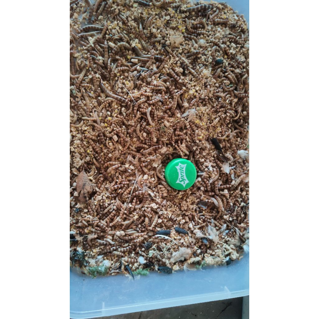 Feeder SW Superworm For Pets Hamster Reptiles Fish Exotics Birds and ...