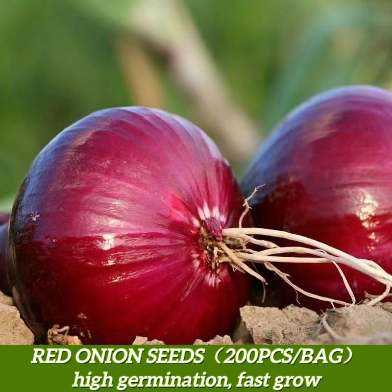 200pcs/Pack Red Creole Onion Seeds - Non-GMO Short Day Resistant to ...