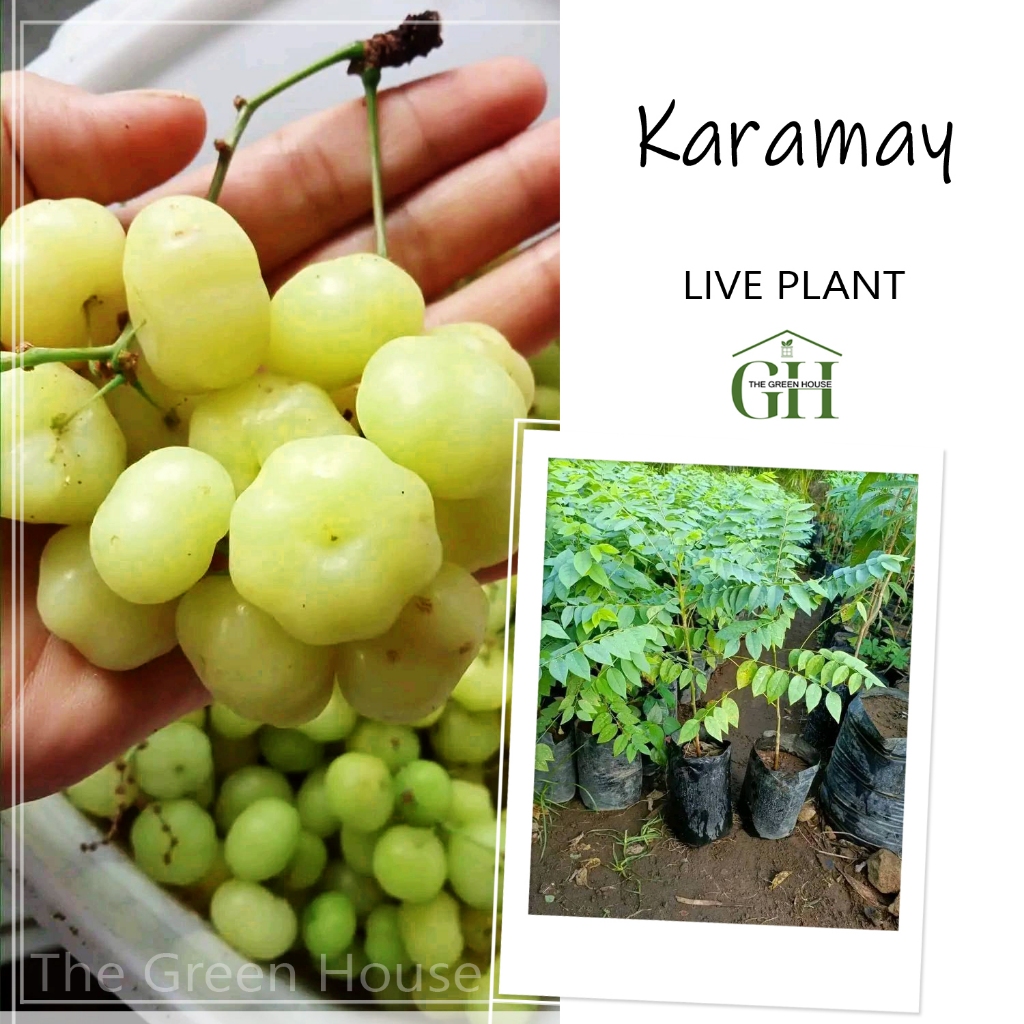 Shop karamay for Sale on Shopee Philippines