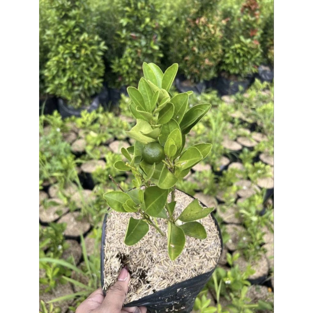 PROMO SALE‼️‼️ Green Calamansi 3 FOR 170 ONLY | Shopee Philippines