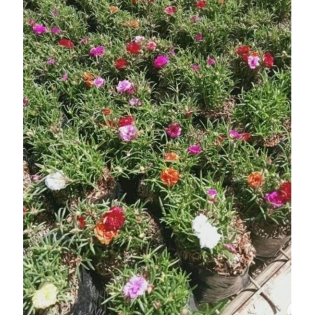 Vietnam Rose / Alembong | Colorful Flowering Accent | Shopee Philippines