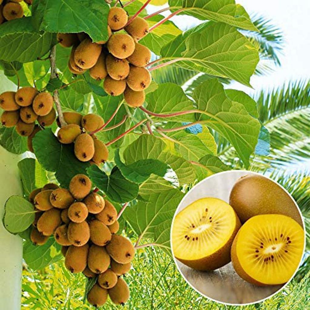 200 seeds High Yield Fresh Bonsai Kiwi Seeds for Planting Fruit Trees ...