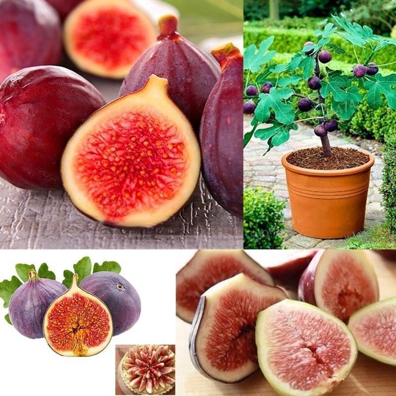 600seeds/pack Rare Fig Tree Seeds for Planting-Tropical Ficus Carica ...