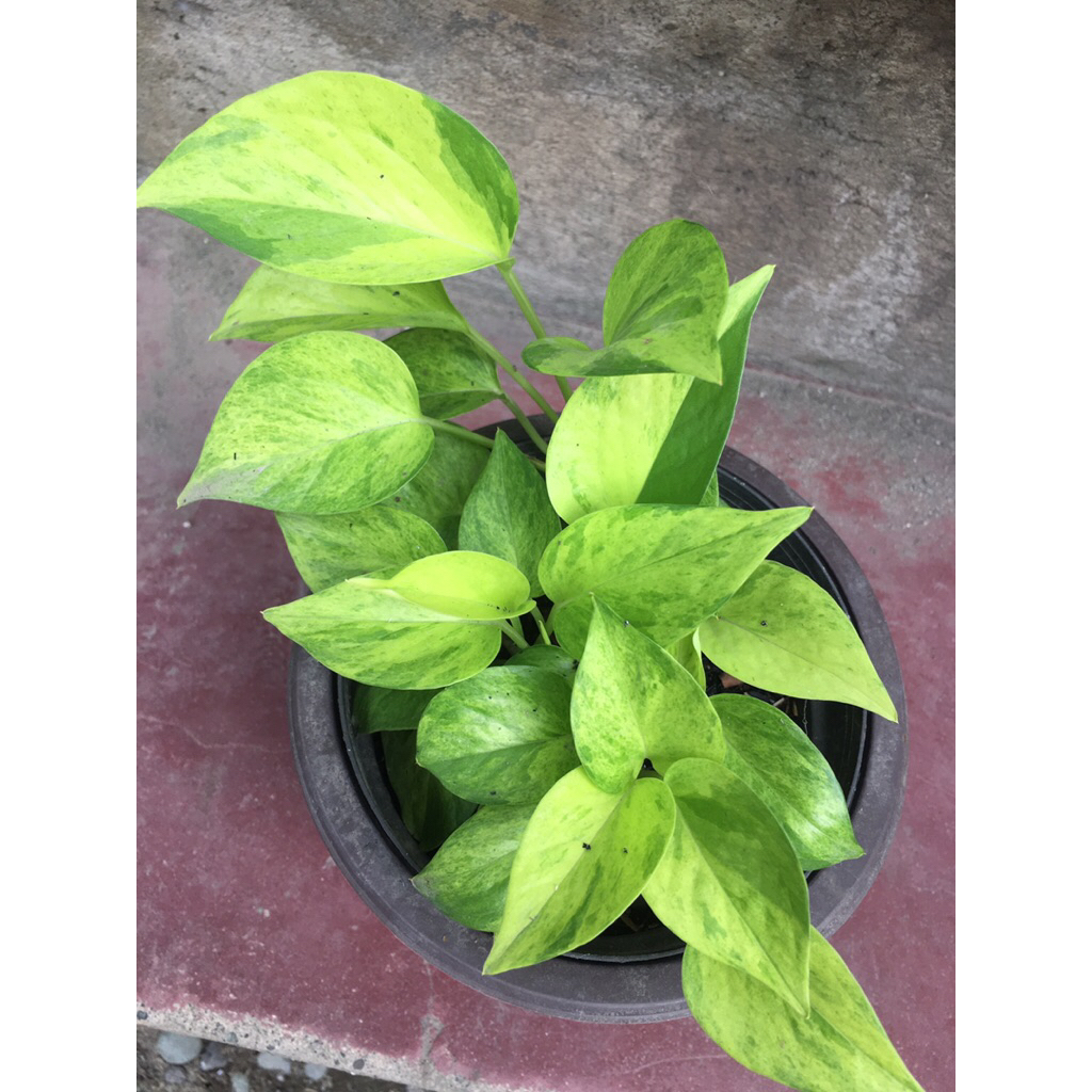 Teruno Carnival Japan Pothos(4/5 leaves) | Shopee Philippines