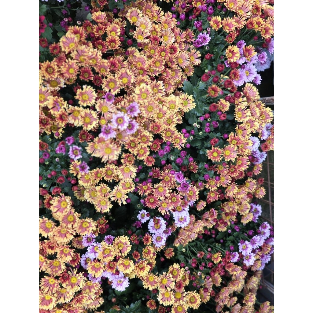 MALAYSIAN MUMS(RANDOM/ IT DEPENDS ON THE STOCKS AVAILABLE) | Shopee ...