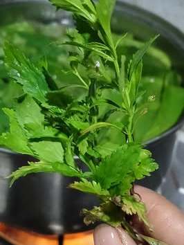 KULANTRO GAMOT SA TIGDAS Fresh Picked or Seedlings | Shopee Philippines