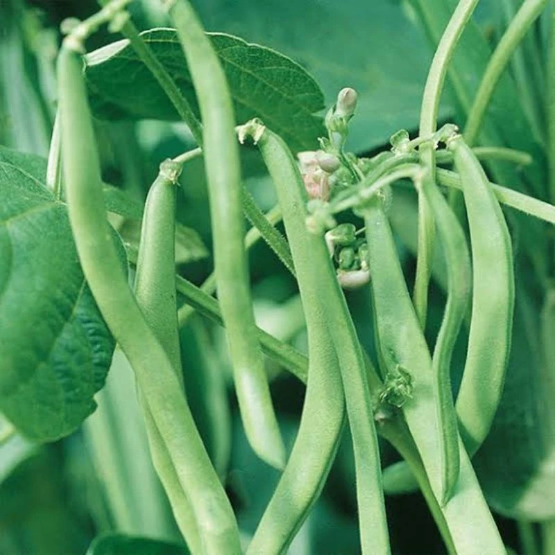 High Yield Fresh French Beans Seeds for Planting Vegetables (Fast ...