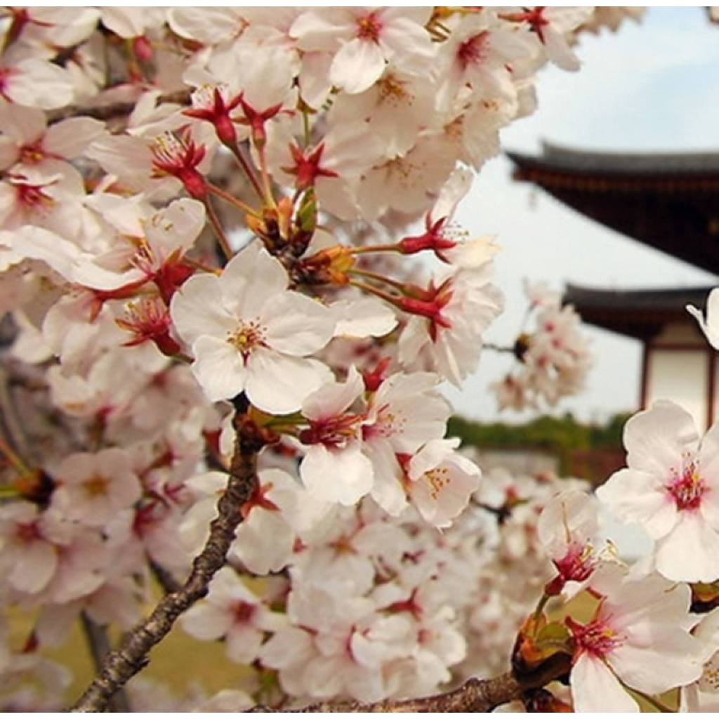 20seeds Japanese Sakura Seeds for Planting Potted Plants Garden ...