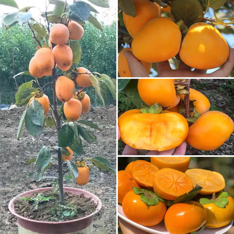 20 pcs Dwarf Persimmon Tree Plant Seeds for Garden Balcony Indoor ...