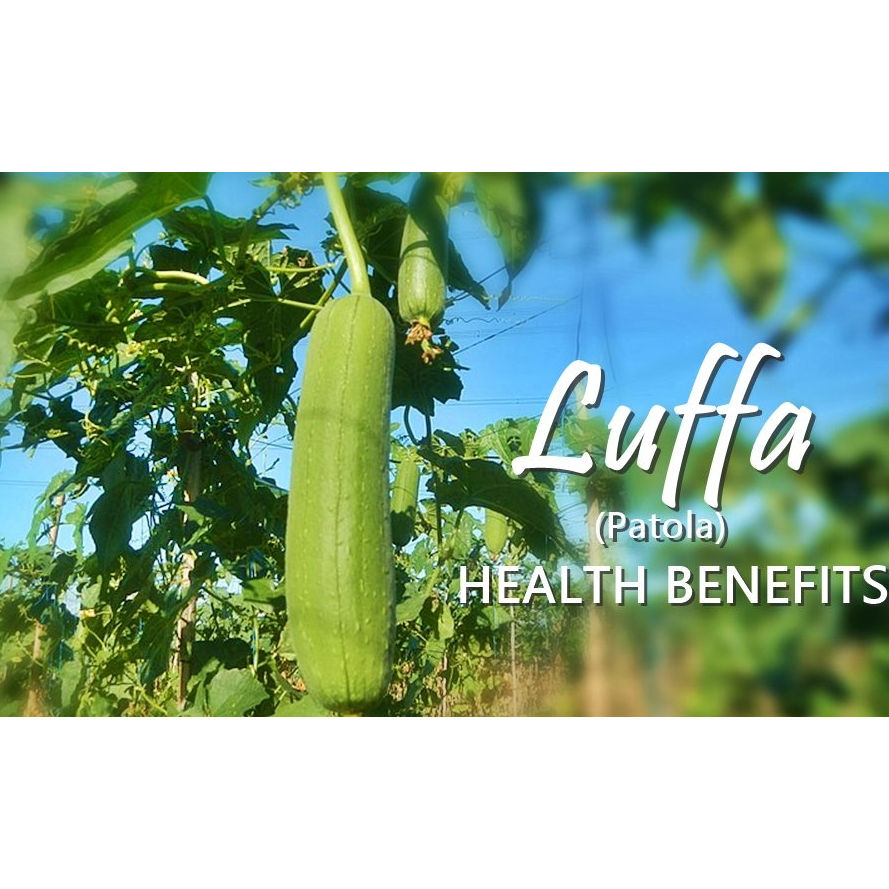 BIG Luffa “Patola” Seeds – 20pcs seeds | Malalaking Sponge Gourd ...
