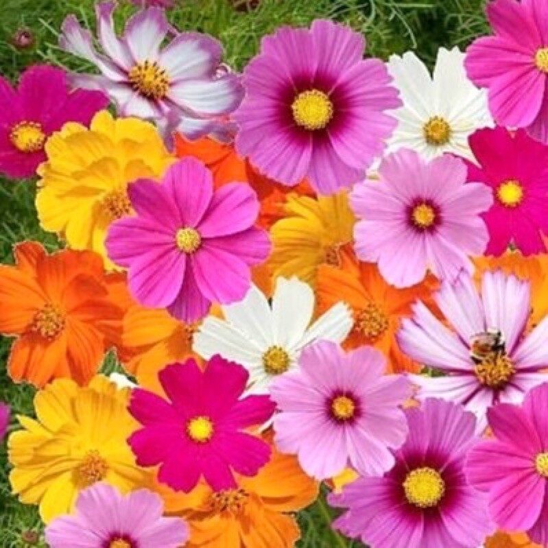100 seeds Color Cosmos Bonsai Seeds Easy to grow / Good quality ...